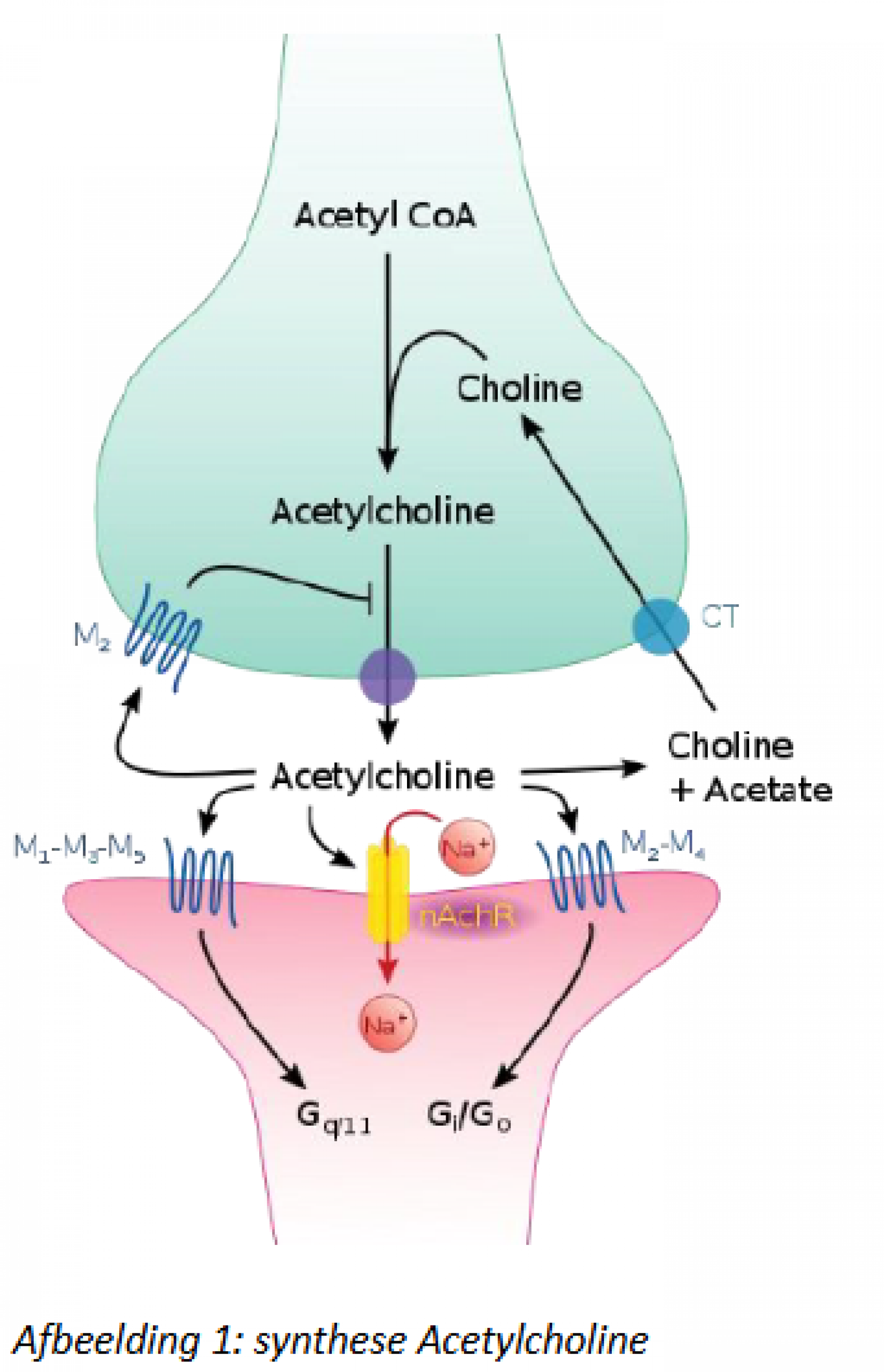 Acetylcholine in relatie tot cognitie en gezondheid - CellCare Academy | Orthomoleculaire ...